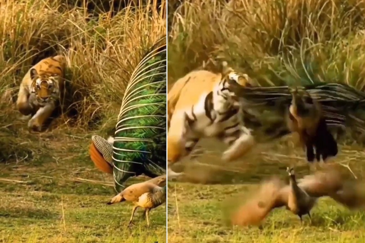 मोर का शिकार करने निकल पड़ा बाघ, मगर पास गया तो खुद ही हिल गया | Pics