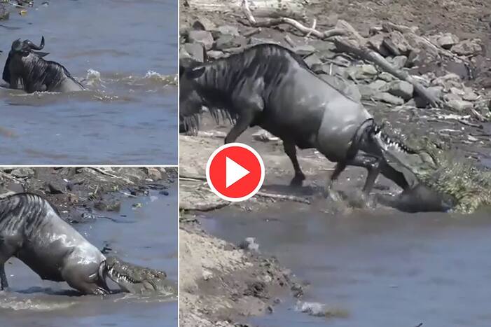 Magarmach Ka Video: नदी में जाते ही मगरमच्छ ने दबोच लिया जानवर का पैर ...