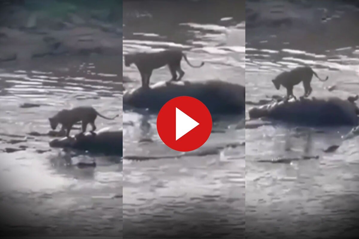 Magarmach Aur Sherni Ka Video: प्लान बनाकर मगरमच्छों के झुंड ने शेरनी ...