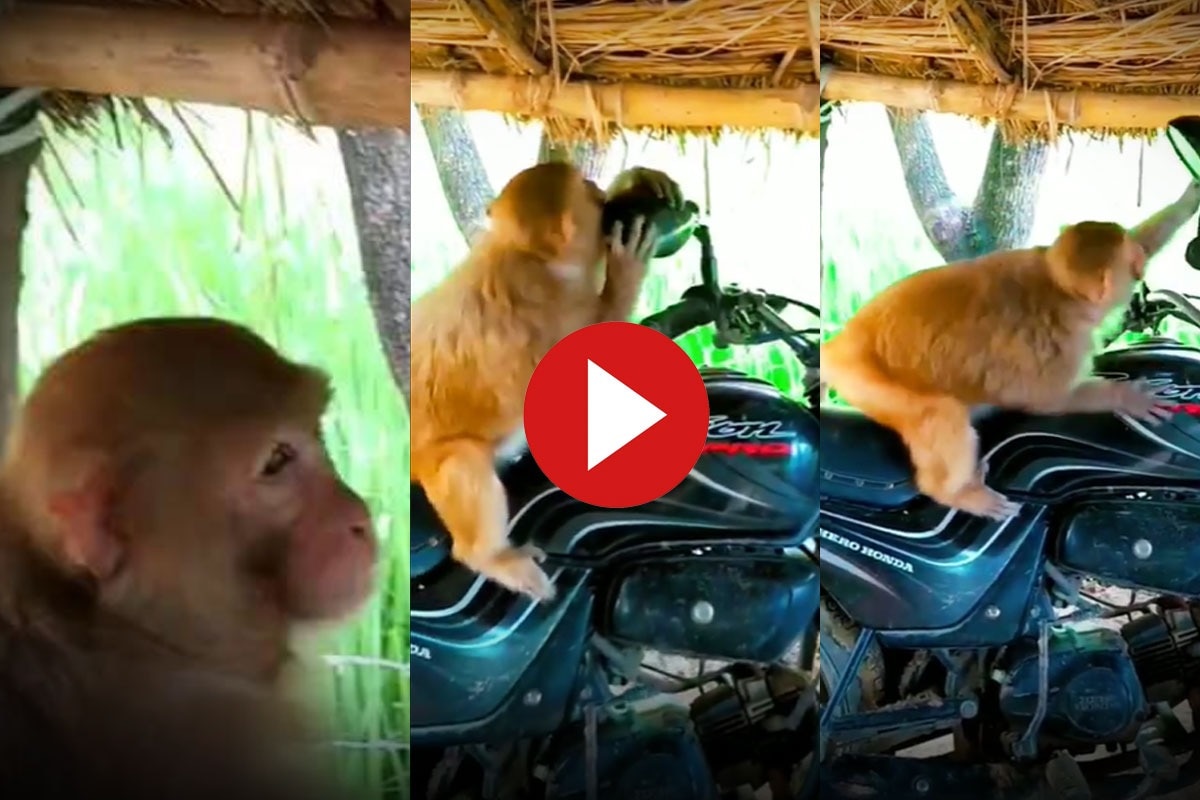Bandar Ka Video: बाइक के शीशे में गलती से खुद की शक्ल देख गया बंदर, फिर ...