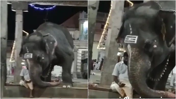 Adorable Viral Video Shows Elephant Looking Into Caretakers Phone At ...