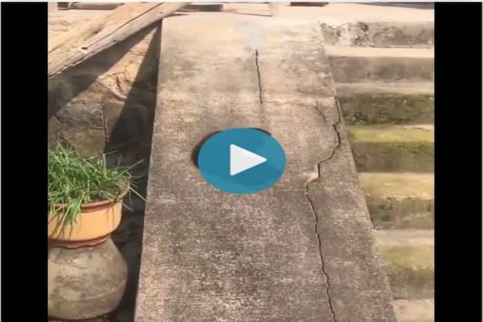 Viral Video: Cat Gliding Down A Slope Is too Cute to Handle| Watch Here