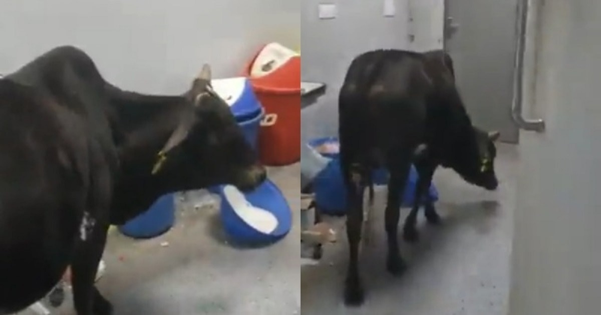 Cow Roams Freely Inside ICU Ward Of Madhya Pradesh Hospital, Video Goes ...