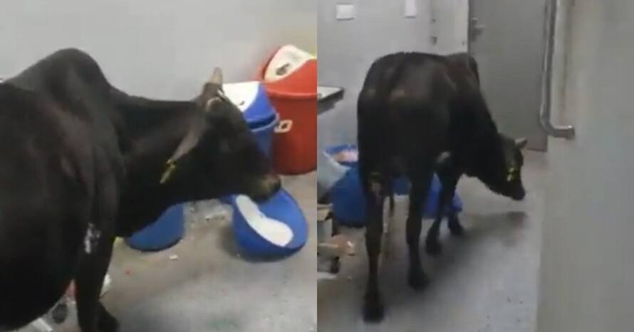 Cow Roams Freely Inside ICU Ward Of Madhya Pradesh Hospital, Video Goes ...