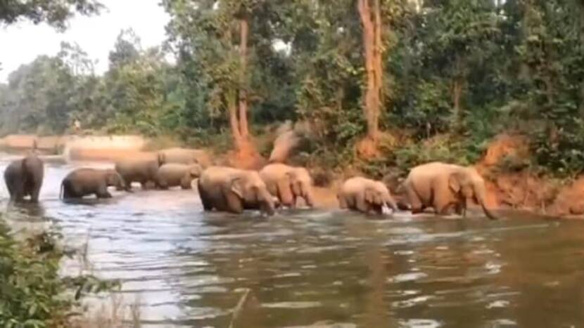 Elephant Herd Enjoys Bath Time Together, IFS Officer Shares Adorable Viral Video. Watch