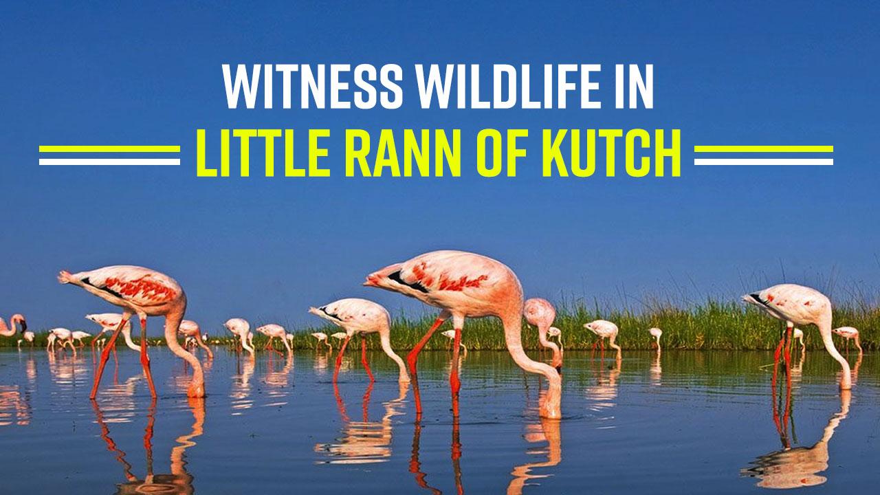 Witness Rich Wildlife In The Little Rann Of Kutch, Here Is Why You ...