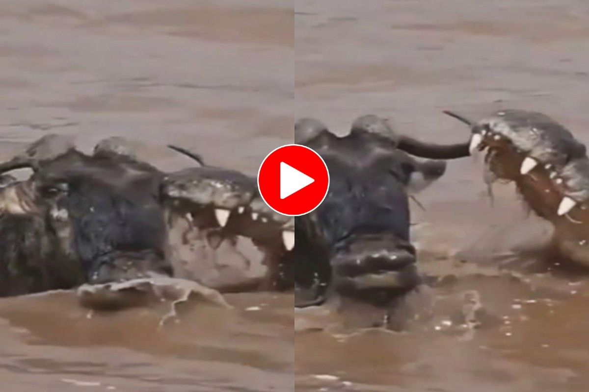 Magarmach Ka Video: जानवर को जबड़े में दबोच लेना चाहता था मगरमच्छ, मगर ...