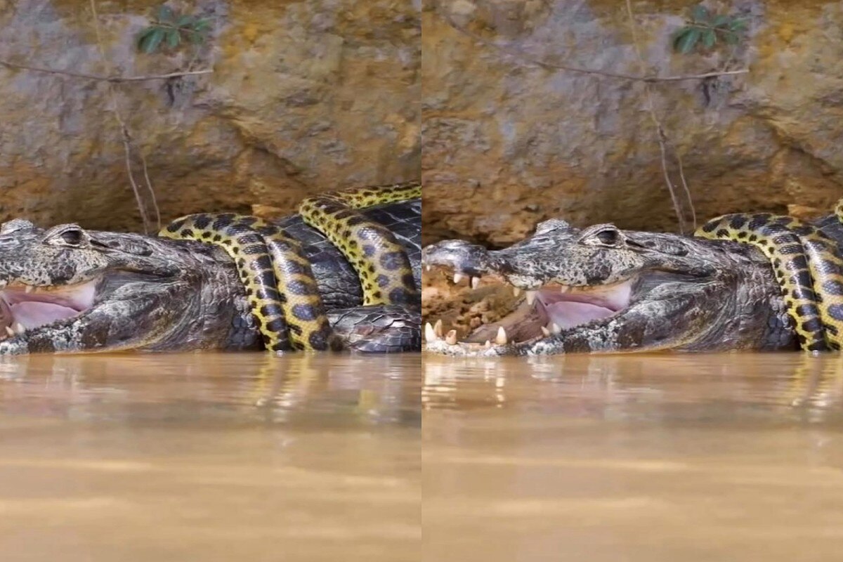 नदी में घुसकर मगरमच्छ को शिकंजे में ले गया अजगर, ऐसा लपेटा आंखें बाहर ...