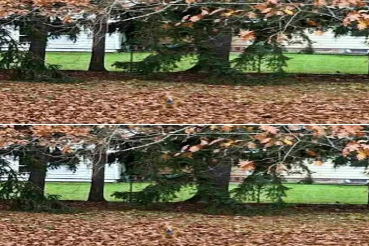 Optical Illusion: Can You Spot The Cute Dog Hiding In This Picture ...