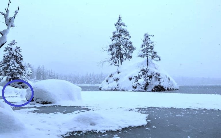 Optical Illusion: Can You Find The Polar Bear Hidden In This Picture ...