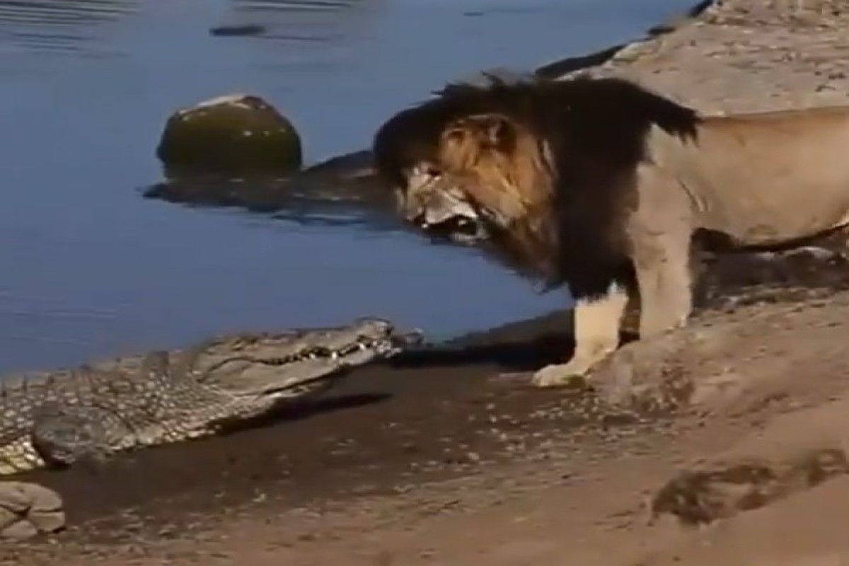 पानी पीने आए शेर पर गुर्राने लगा मगरमच्छ, नदी किनारे फिर जो हुआ जिंदगी ...