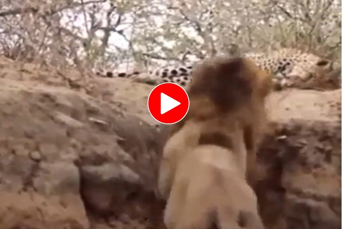 Sher Ka Video: शिकार के लिए चुपके से तेंदुए के पास जा धमका शेर, फिर जो ...