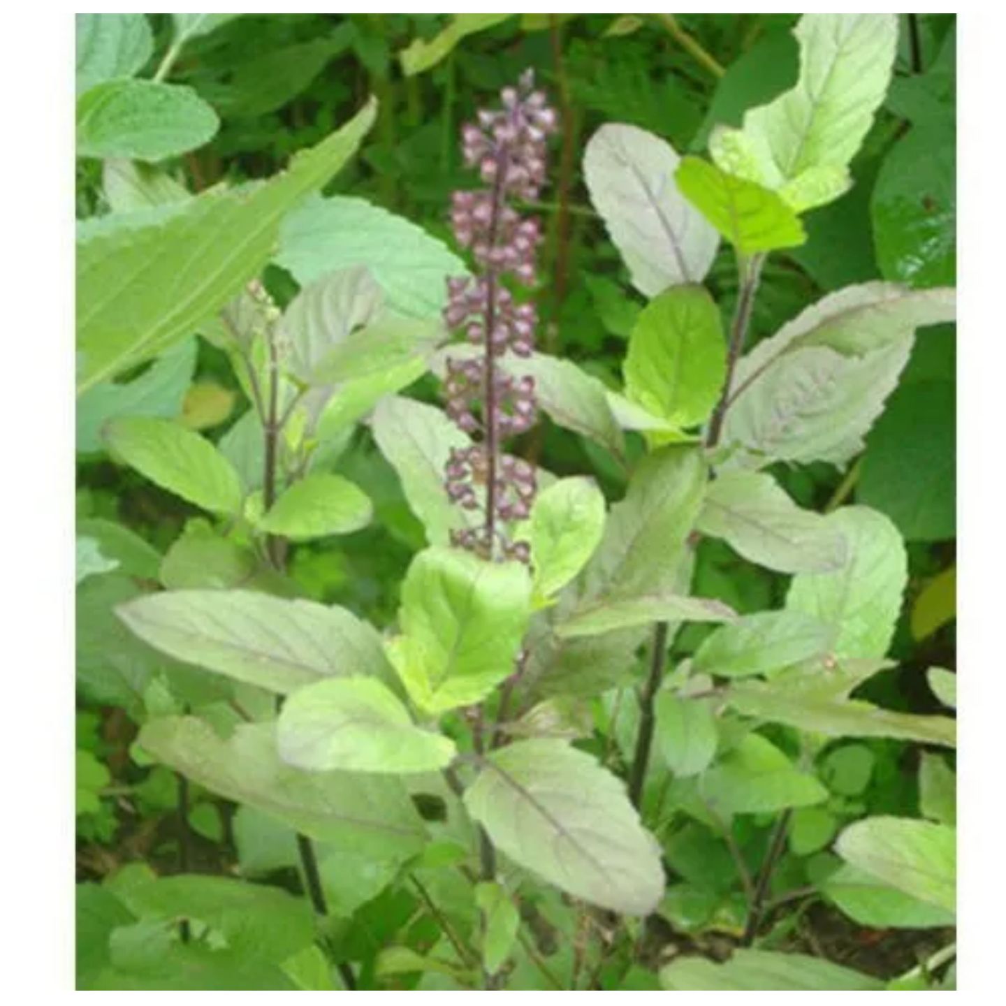 Tulsi Patte Ke Fayde: क्या आप जानते हैं पूजा के गंगाजल में क्यों डालते ...