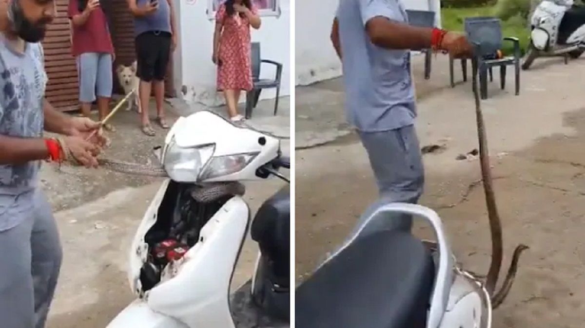 Viral Video: Snake Rescuer Takes Out King Cobra Hiding Inside Scooter ...