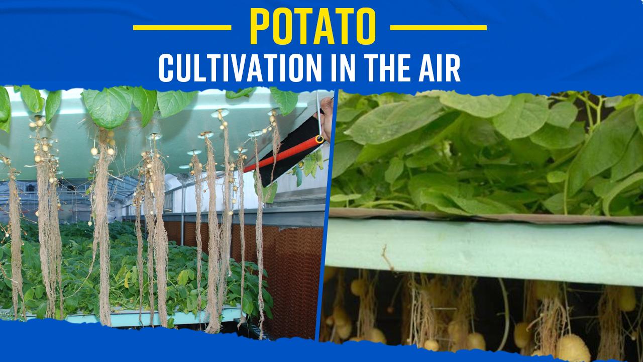 Explained: What Is Aeroponic Cultivation, Which Will Be Used To Grow ...