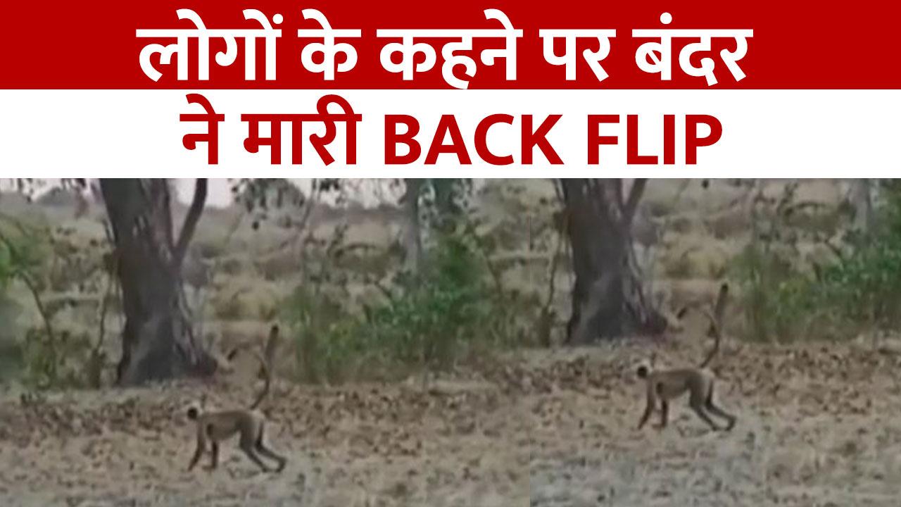 Viral Video: बंदर ने मारी बैक फ्लिप, तो लोगों ने कहा Once more... फिर ...