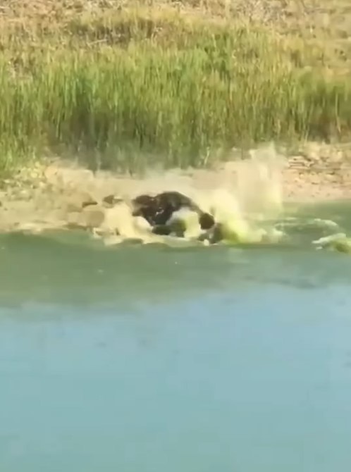 चुपके से गया और अजगर की पूंछ पकड़कर घसीटने लगा मगरमच्छ, फिर जो दिखा ...