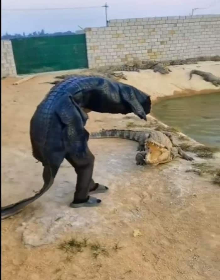 मगरमच्छ को डराने के लिए शख्स ने बनाई तगड़ी प्लानिंग, फिर जो हुआ कभी ...