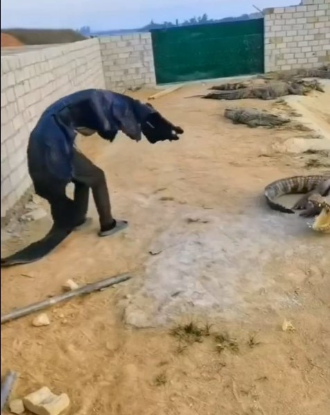 मगरमच्छ को डराने के लिए शख्स ने बनाई तगड़ी प्लानिंग, फिर जो हुआ कभी ...