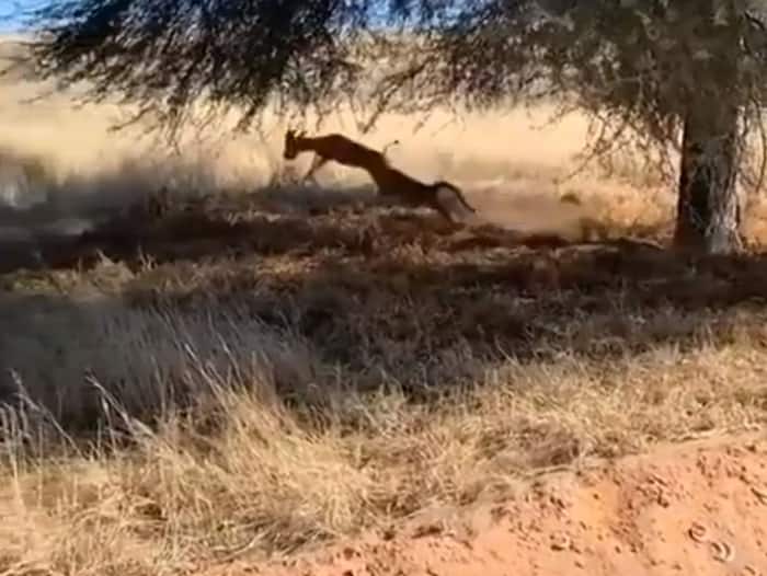 हिरण को दूर से ही रडार पर ले आया तेंदुआ, चुपके से गया और दबोच डाला ।Pics