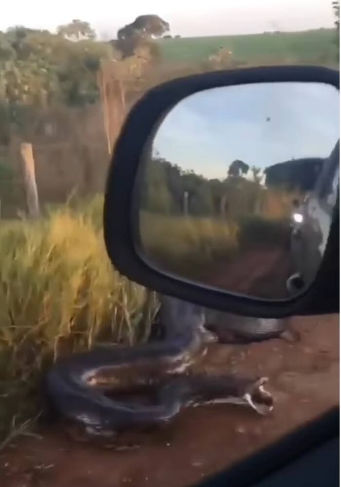 सोते हुए अजगर के पास गाड़ी लेकर पहुंच गया शख्स, मगर जो हुआ हिल ना जाओ ...