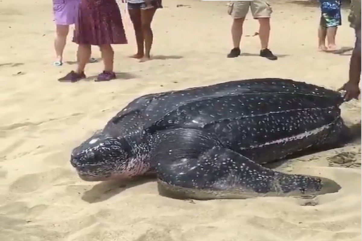 समंदर से बाहर निकल आया दुनिया का 'सबसे बड़ा' समुद्री कछुआ, इंसान से भी ...