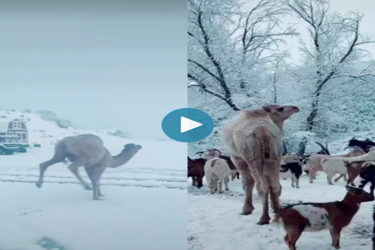 Camel Sees Snow For The First Time, Shares Happiness With Friends ...