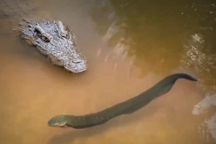 मछली को टच करते ही खत्म हो गया मगरमच्छ, देखिए हिला देने वाला नजारा