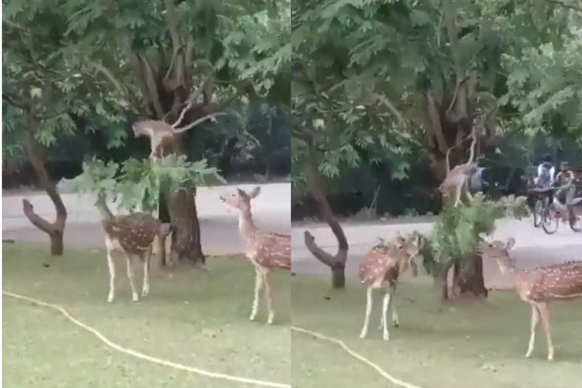 Video of Monkey Helping Two Deers to Eat Leaves of Tree Goes Viral ...