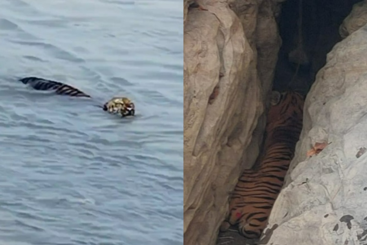 Royal Bengal Tiger Spotted Swimming in Brahmaputra River in Guwahati ...