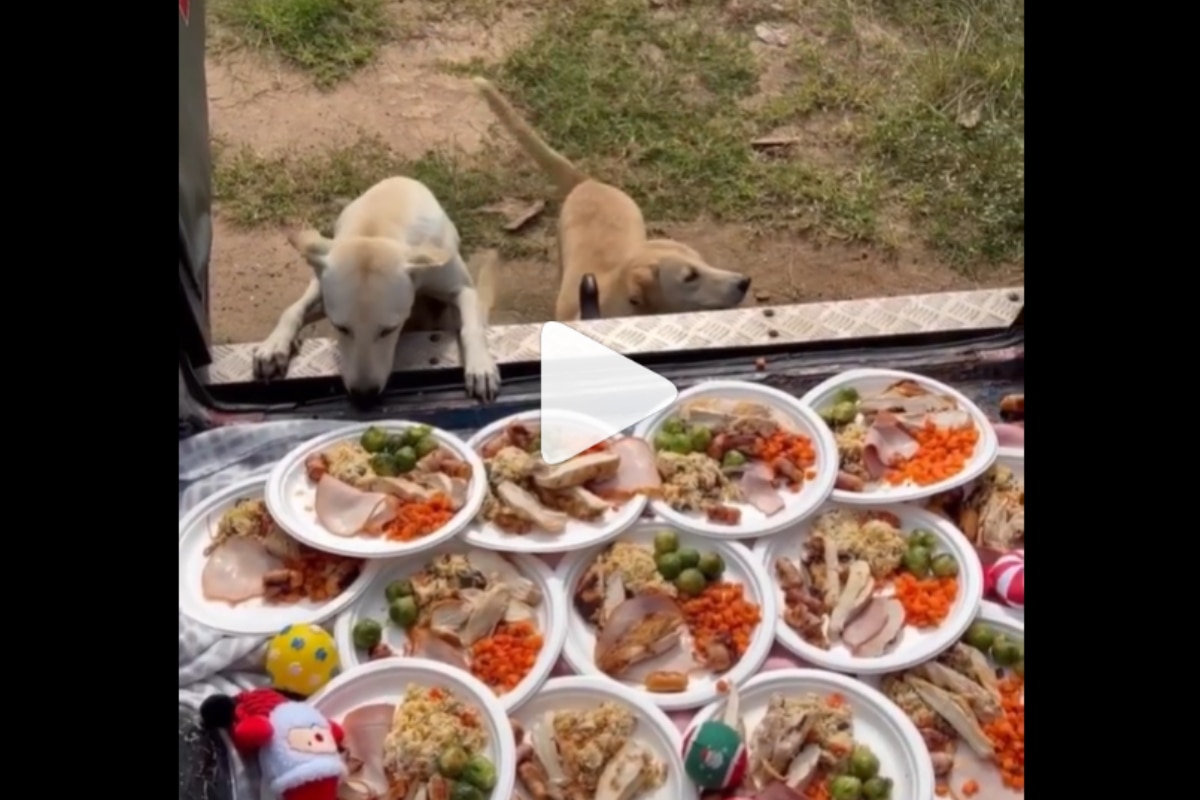 Viral Video: On Christmas, Man Cooks Hearty Meal for Street Dogs; Real ...
