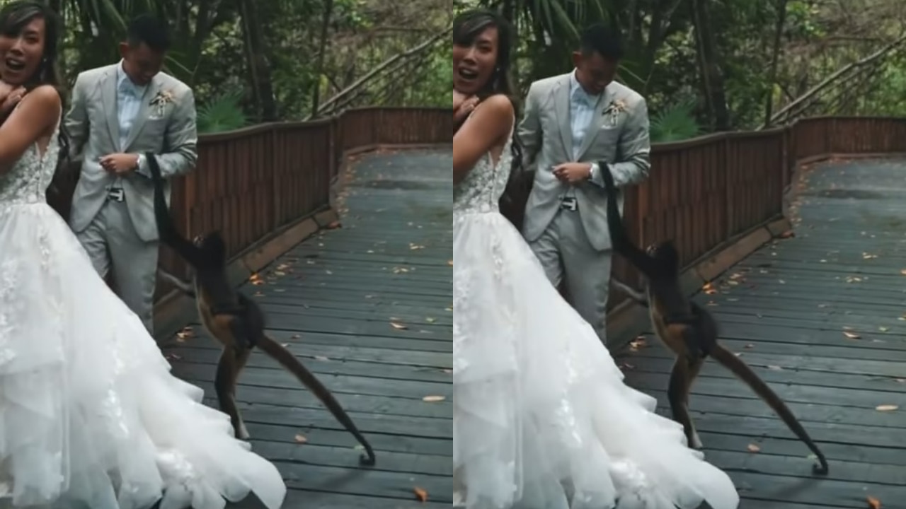 Video: Monkey Crashes Couple's Wedding Photoshoot With Its Baby. This ...