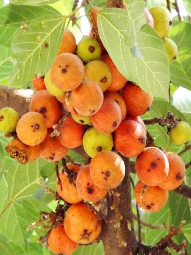 गूलर के पेड़ में छिपा है धन प्राप्ति का राज