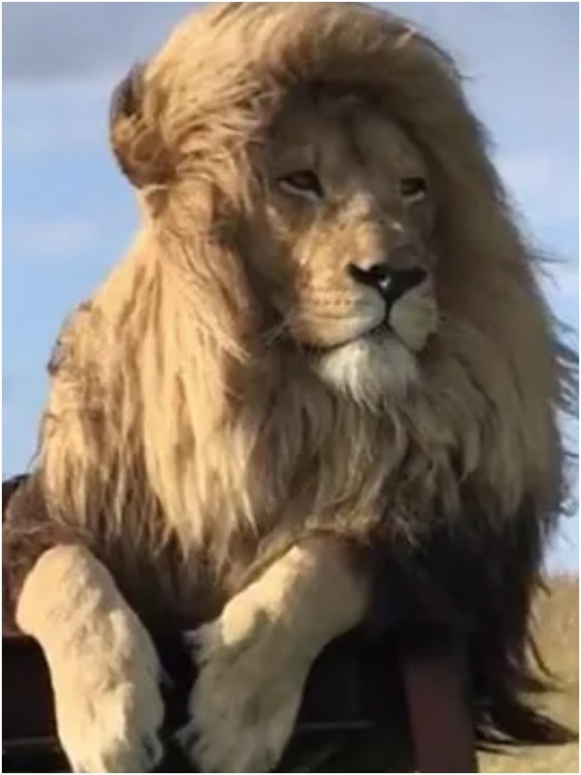 Sher Ke Silky Baal: शेर के 'सिल्की बाल' देखकर लोगों ने पूछा बाबा कौन सा ...