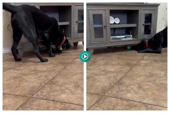 Viral Video Doggie Loses Ball While Playing Gets Help From Unexpected ...