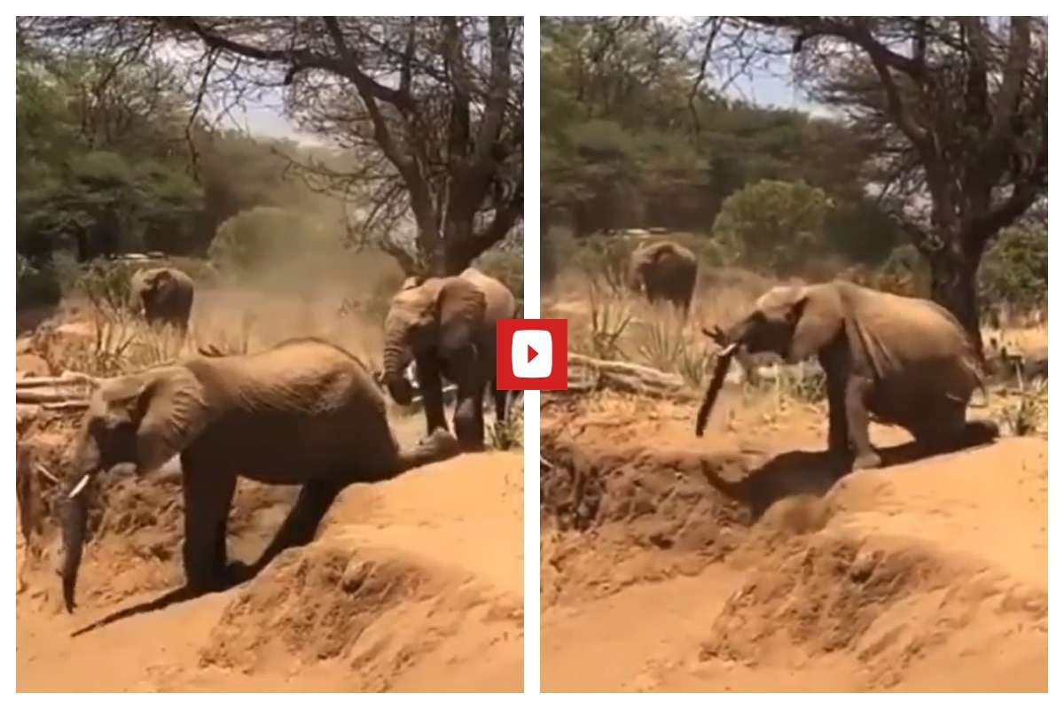 Viral Video Elephant Mom Teaches Calf To Get Down Slope She Adopts Her ...