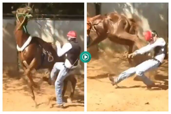 VIRAL VIDEO Karma Strikes Trainer Who Kicks Horse In Abdomen Watch