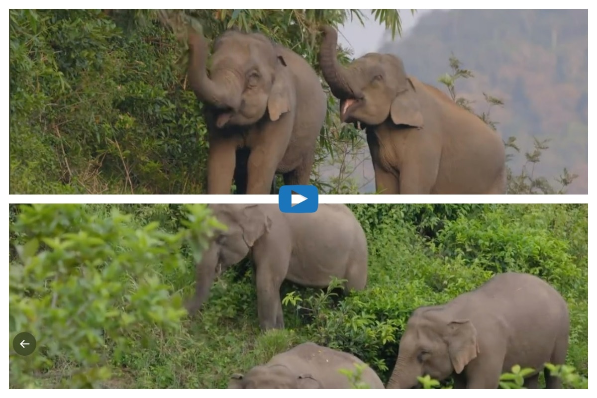 Viral Video Adorable Elephants Teach New Year Lessons And They Are ...