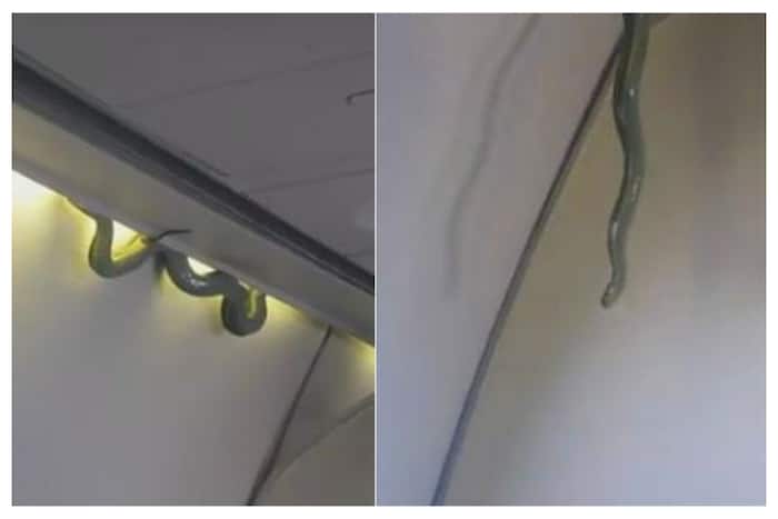 Snake Found In Cargo Hold Of Air India Plane To Dubai DGCA Orders ...