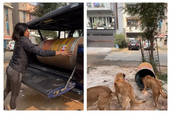 Viral Video Woman Places Unique Shelters For Stray Dogs Amid Biting ...