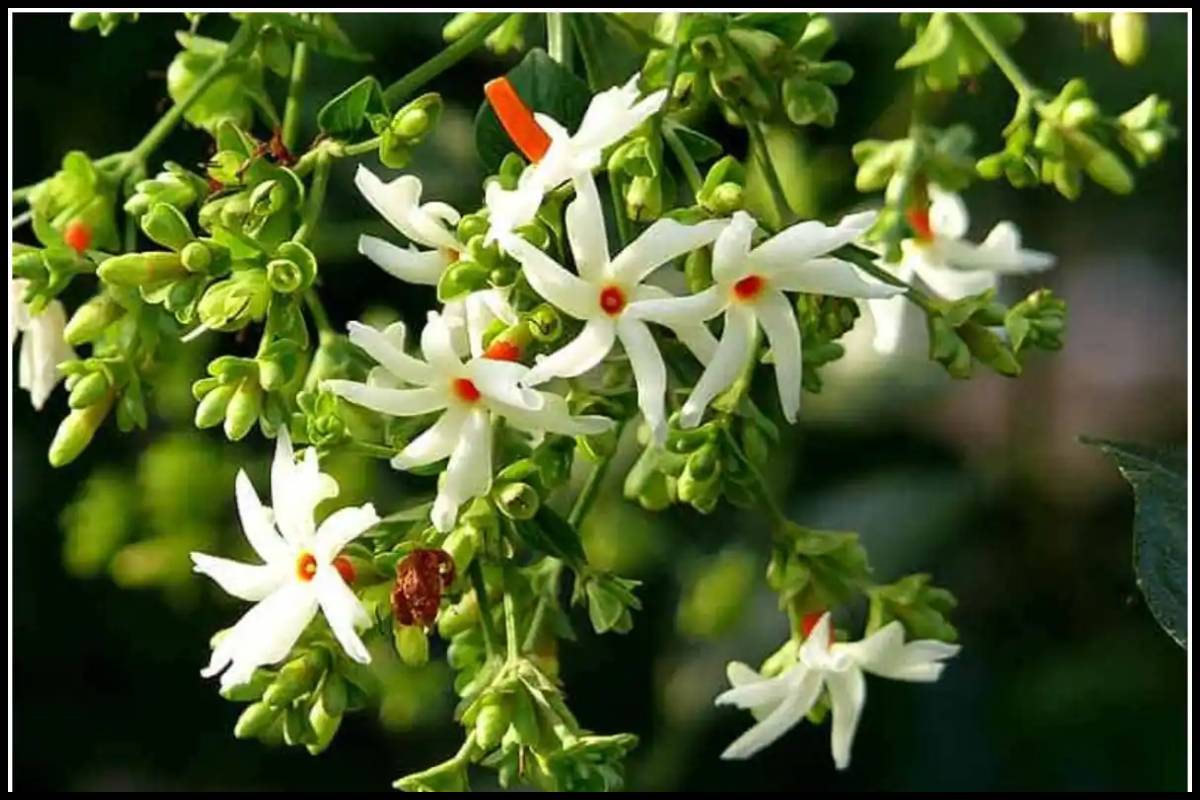 Ratrani Ka Paudha: इन पांच बीमारियों में कारगर माना जाता है रातरानी का ...