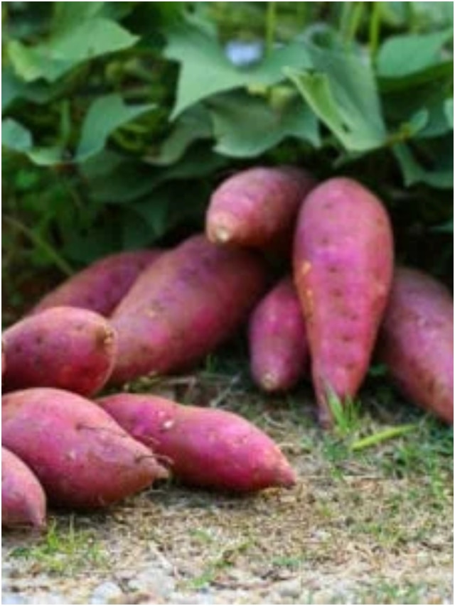 Sweet Potatoes Benefit शकरकंद खाने के हैं कई फायदे जान लेंगे तो कभी