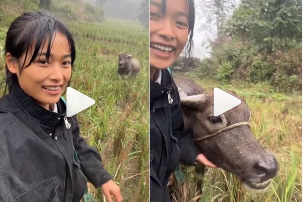 Viral Video: Baby Buffalo Comes Running Toward Girl After Hearing Her ...