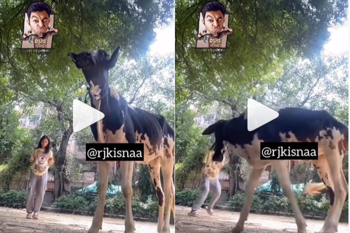 Cow Gets Angry On Girl Making Dance Reel In Front Of It. Viral Video ...