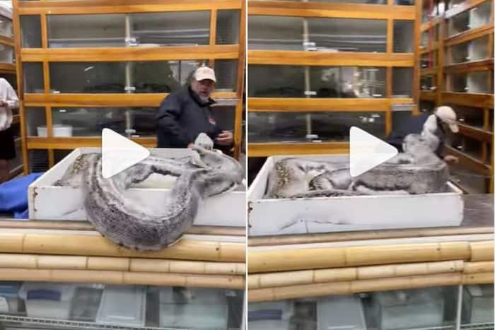 Viral Video: Huge Python Attacks Man As He Tries To Take Her Eggs. Watch