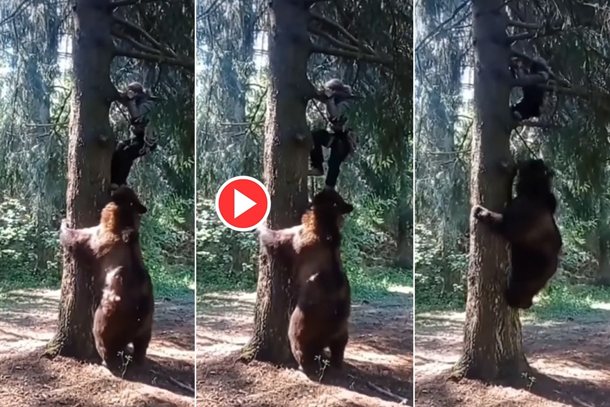 Bhalu Ka Video: भालू से बचने के लिए पेड़ पर चढ़ गया शख्स, मगर उसे वहां ...