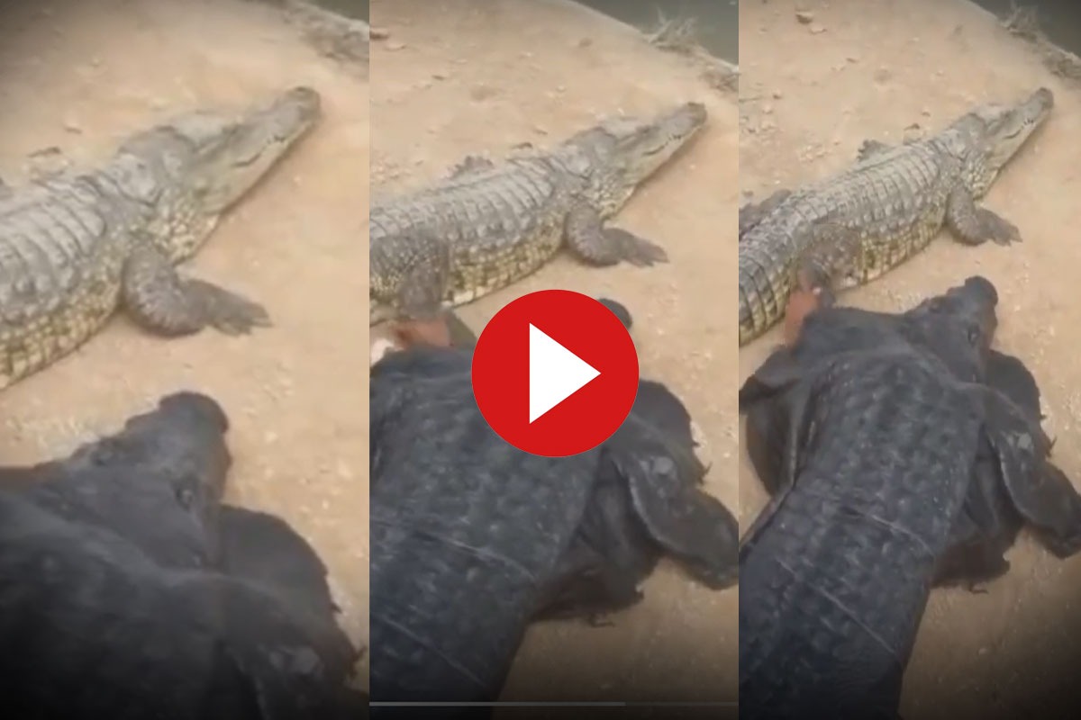 Magarmach Ka Video: मगरमच्छ के बगल में नकली कॉस्ट्यूम पहनकर लेट गया ...