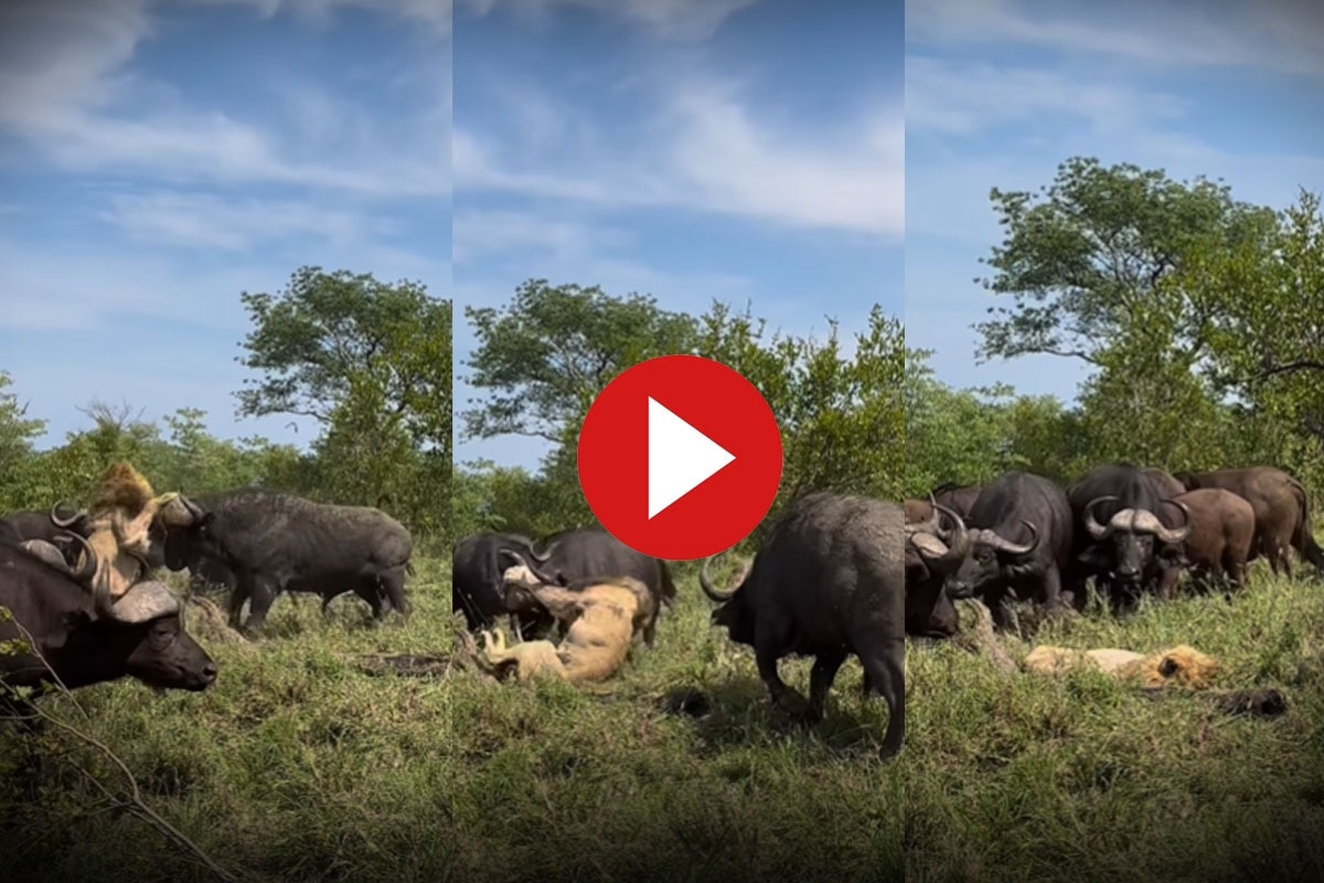 Sher Ka Video: जंगली भैंसों के चंगुल में बुरी तरह फंस गया शेर, फिर जो ...