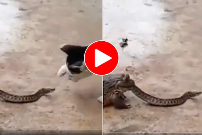 Sanp Aur Mendhak Ka Video: निगलने आए सांप पर उल्टा मेंढक ने ही बोल दिया ...