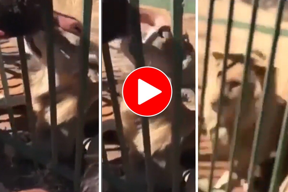 Sher Ka Video: पिंजरे में हाथ डालकर शेर को सहलाने लगा शख्स, अगले सेकेंड जो हुआ वहीं सूख गया ...